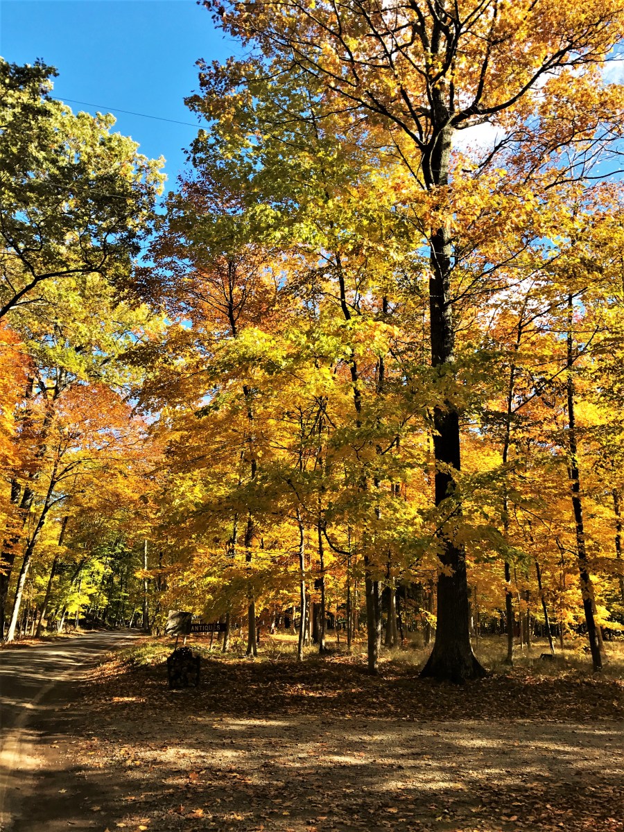 The Amazing Benefits of Maple Water | Healing with Nature